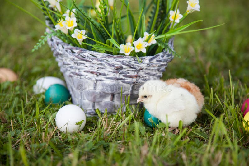 Little cute chicks stock image. Image of decorative, chicken - 80084101