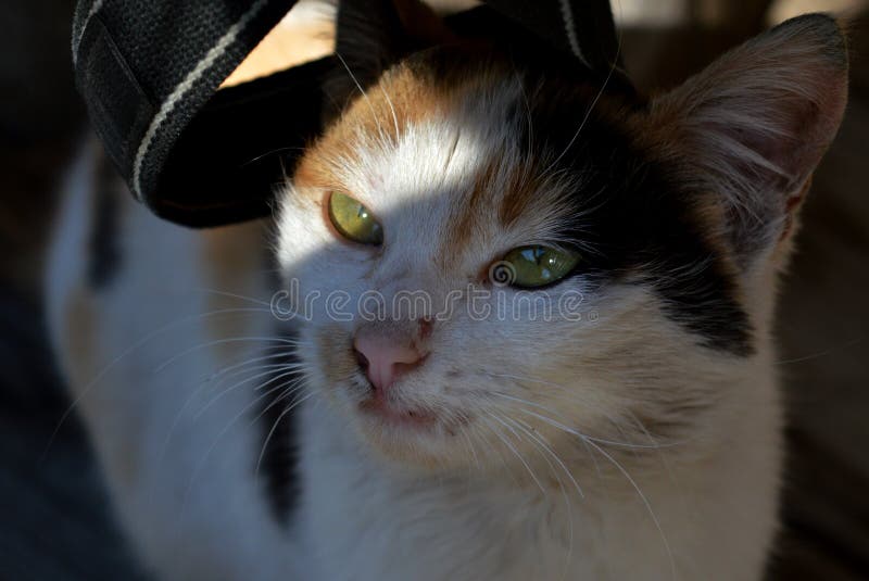 Little cute colorful cat stock image. Image of cute - 176650947