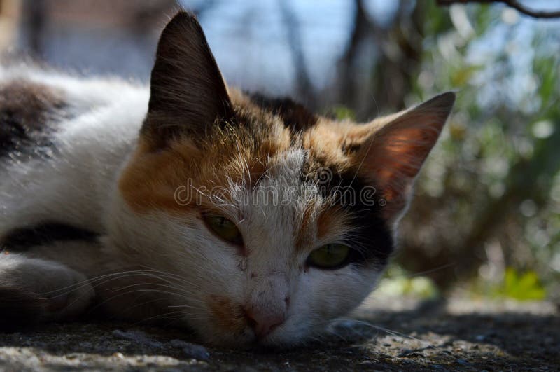 Little cute colorful cat stock image. Image of little - 176651237