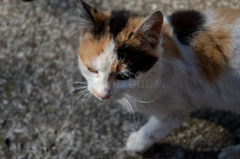 Little cute colorful cat stock photo. Image of little - 176757774