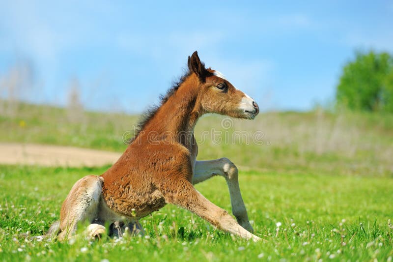 Cute Colt, Baby Horse, in Pasture Stock Image - Image of agriculture ...