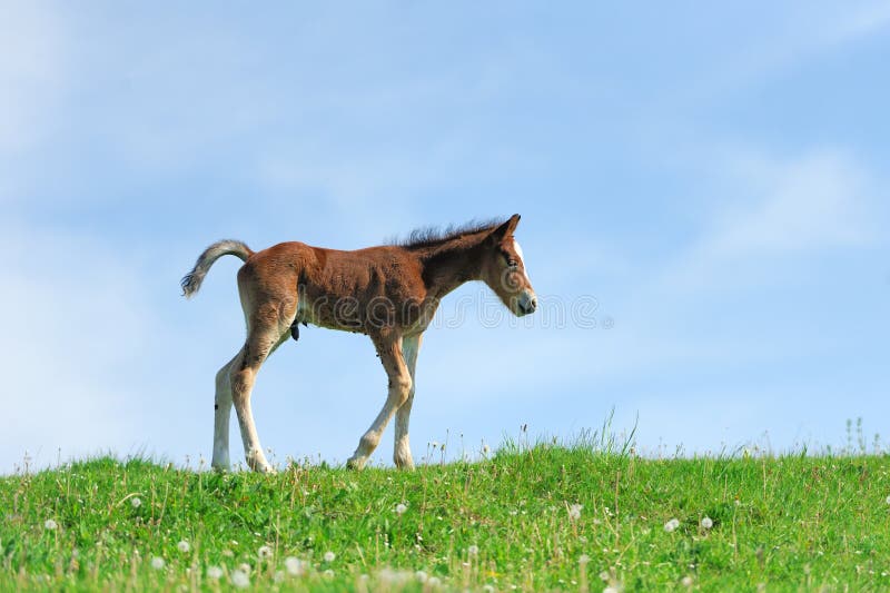 Little cute colt walk stock photo. Image of animal, horse - 78178920