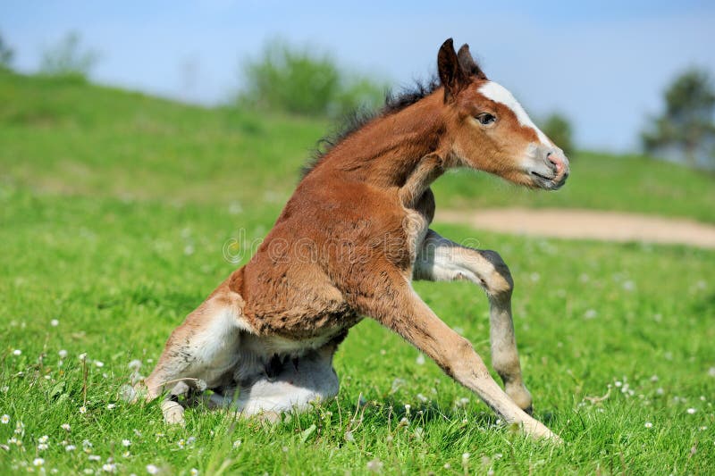 Cute Colt, Baby Horse, in Pasture Stock Image - Image of agriculture ...