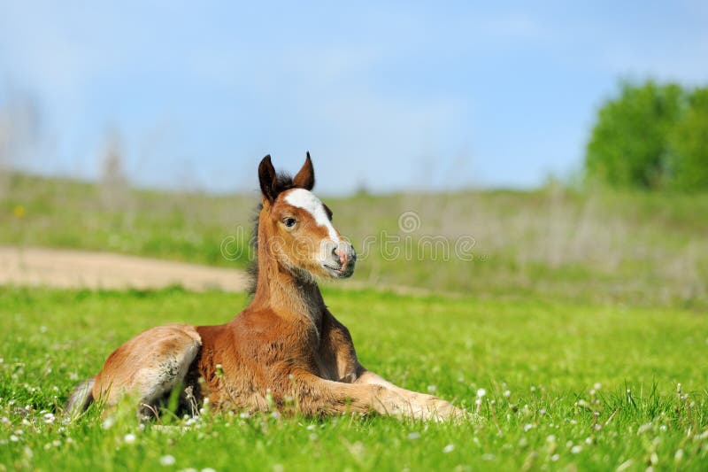 Little cute colt walk stock image. Image of colt, field - 78538467