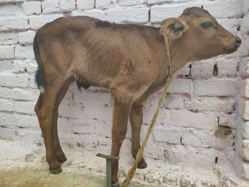 It is a Little Cute Little Cow Left Stock Photo - Image of calf, left ...