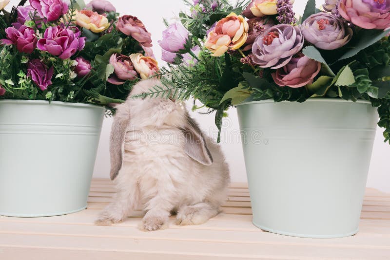 Little Cute Decorative Rabbits Stock Photo - Image of adorable, cute ...