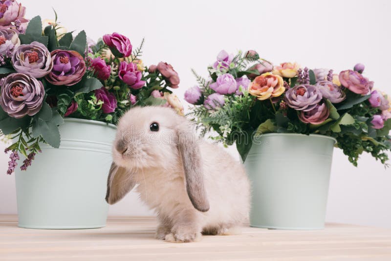 Little Cute Decorative Rabbits Stock Photo - Image of funny, green ...