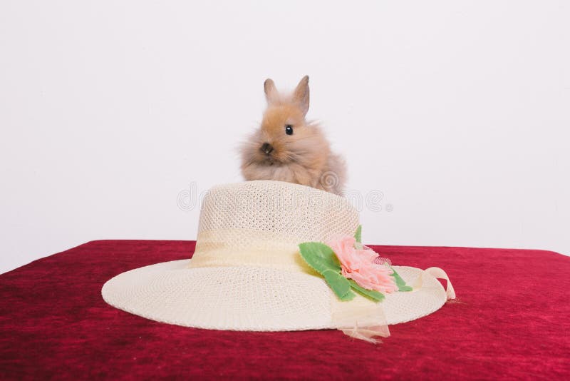 Little Cute Decorative Rabbits Stock Image - Image of baby, bunny: 98654405