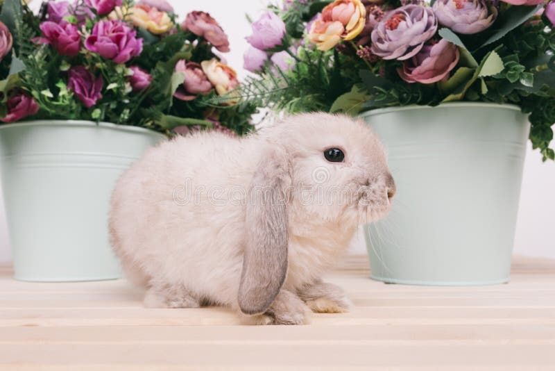 Little Cute Decorative Rabbits Stock Image - Image of easter, happy ...