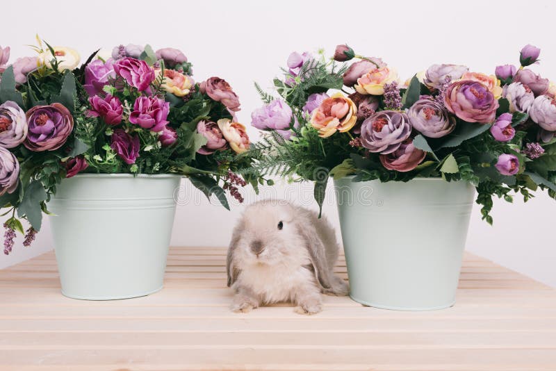 Little Cute Decorative Rabbits Stock Image - Image of fluffy ...