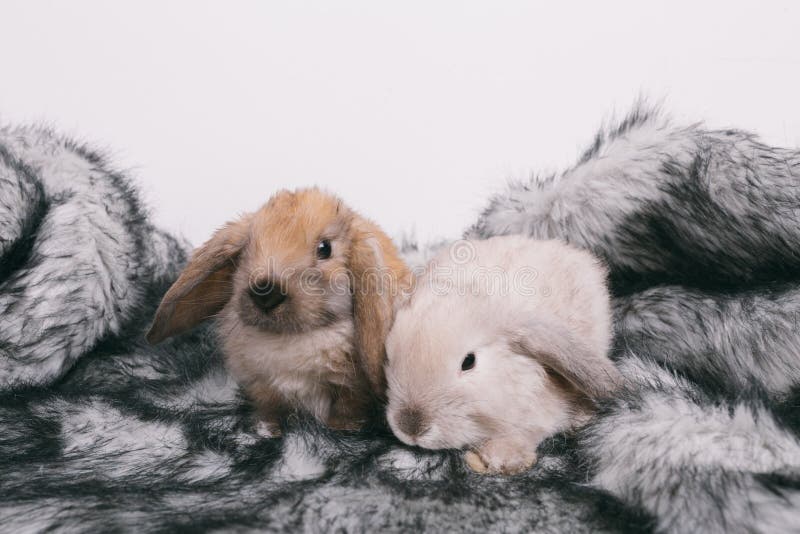 Little Cute Decorative Rabbits Stock Photo - Image of beautiful, farm ...