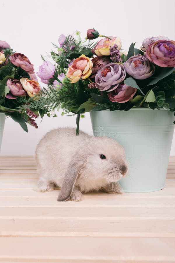 Little Cute Decorative Rabbits Stock Photo - Image of baby, animals ...