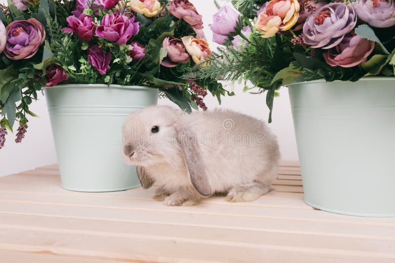Little Cute Decorative Rabbits Stock Image - Image of grass, ears: 98654583