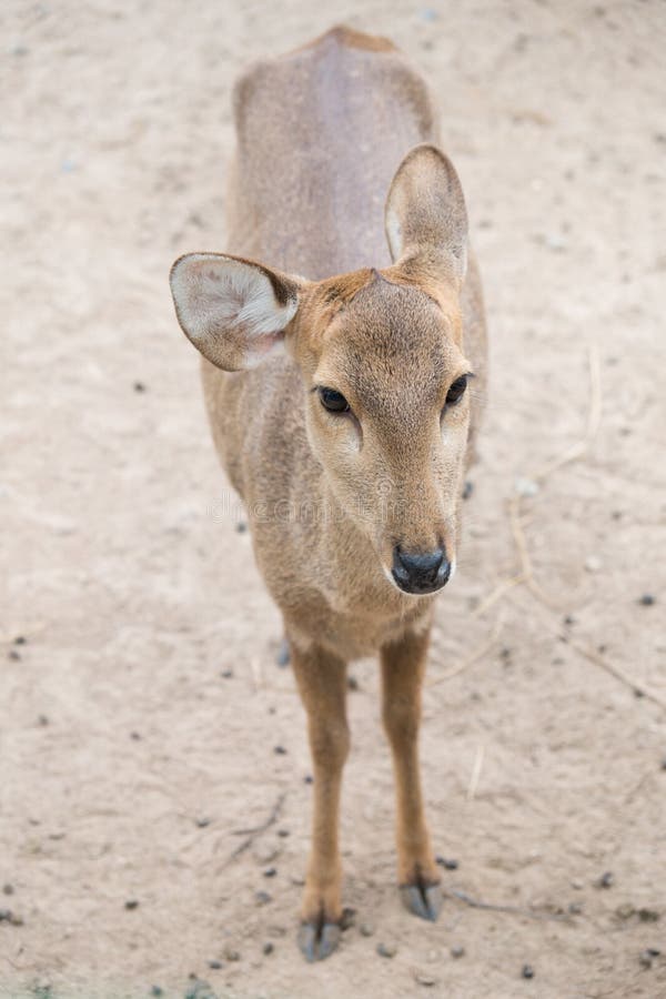 Little Cute Deer stock photo. Image of length, vertebrate - 48574032