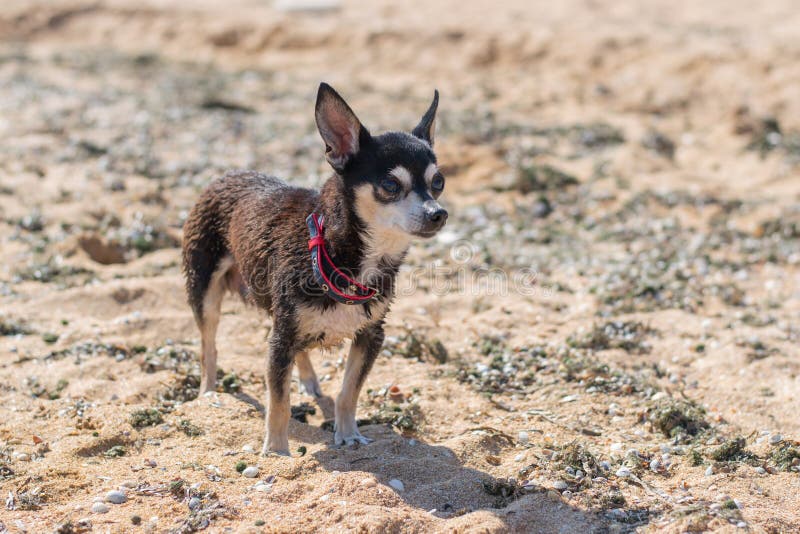 Little Cute Dog Standing on the Sand on the Sea Beach Stock Photo ...