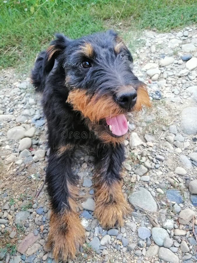 Little cute dog terrier stock photo. Image of terrier - 157015680