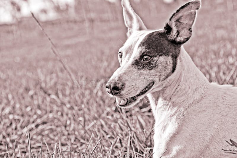 A Little Cute Dog Who Liked To Dig. Stock Photo - Image of adorable ...