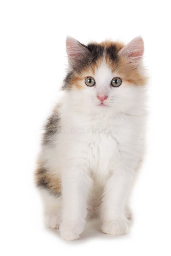 Little Cute Domestic Kitten Stock Photo - Image of mixed, isolated ...