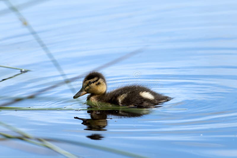 Cute little brown duck stock image. Image of sacramento - 112141297