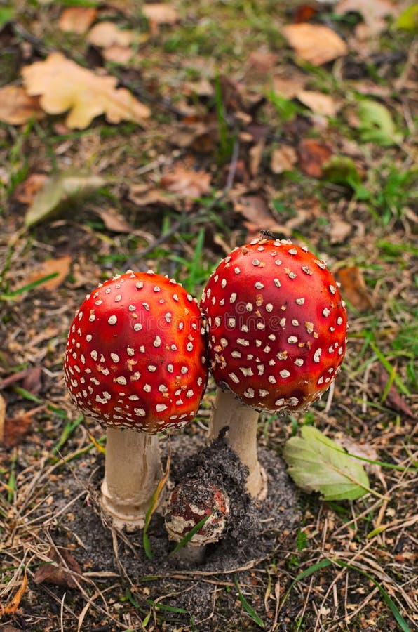 A Little Cute Family of Toadstools Stock Image - Image of outdoor ...