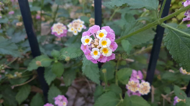 Little cute flower stock photo. Image of flower, cute - 93236760