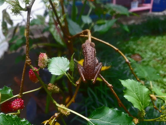 A Little Cute Frog on the Raspberry Tree Stock Photo - Image of tree ...