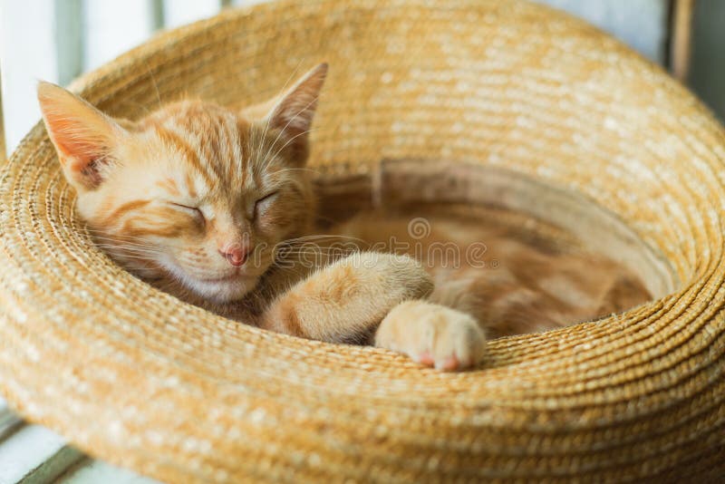Little Cute Ginger Kitten Sleeps in a Straw Hat Stock Photo - Image of ...