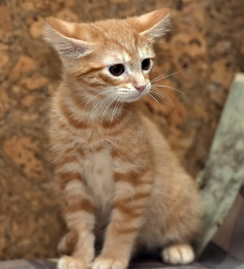 Cute ginger tabby kitten stock photo. Image of beautiful - 159414764