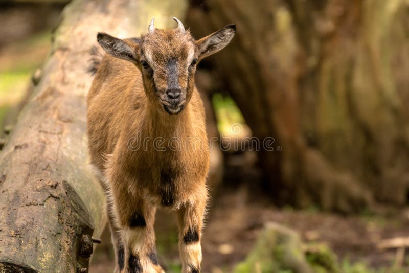 Little Cute Goat in the Forest Stock Image - Image of watching ...