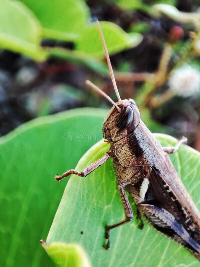 2,222 Cute Grasshopper Photos Stock Photos - Free & Royalty-Free Stock ...