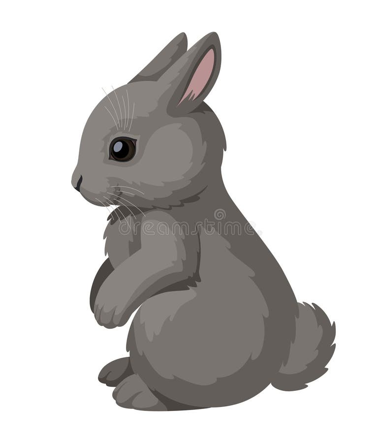 Fluffy Gray Decorative Rabbit Stock Illustrations – 157 Fluffy Gray ...