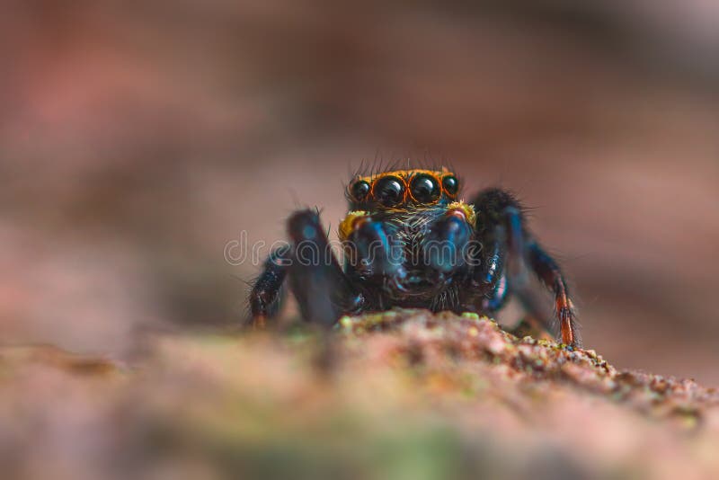 Little Jumping Spider Looking To the Camera Stock Photo - Image of ...