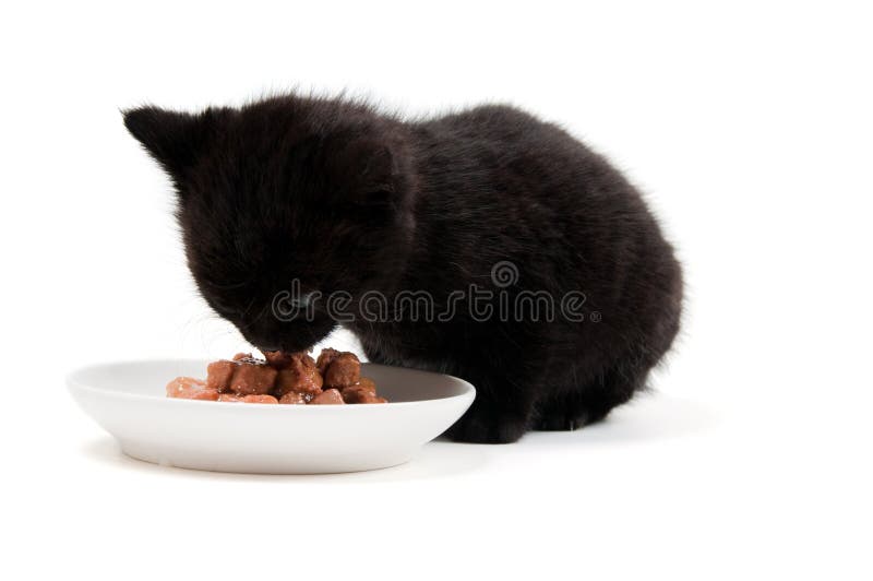 Little cute kitten eating stock image. Image of portrait - 29114467