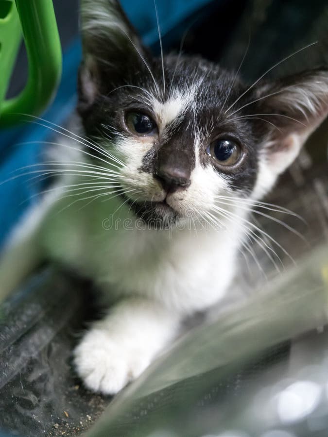 Little cute kitten stock image. Image of cute, kitten - 61330911