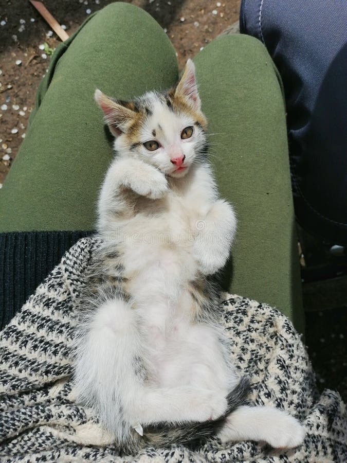 Little Cute Kitten Lying on His Back Stock Photo - Image of little ...