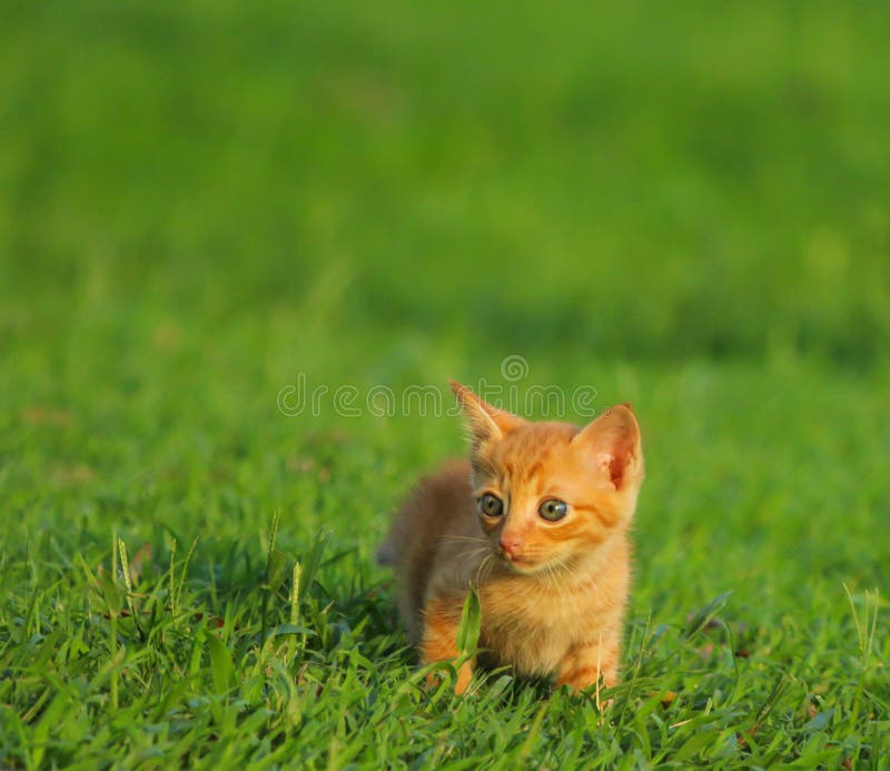 Little cute kitten playing stock image. Image of animal - 129594235