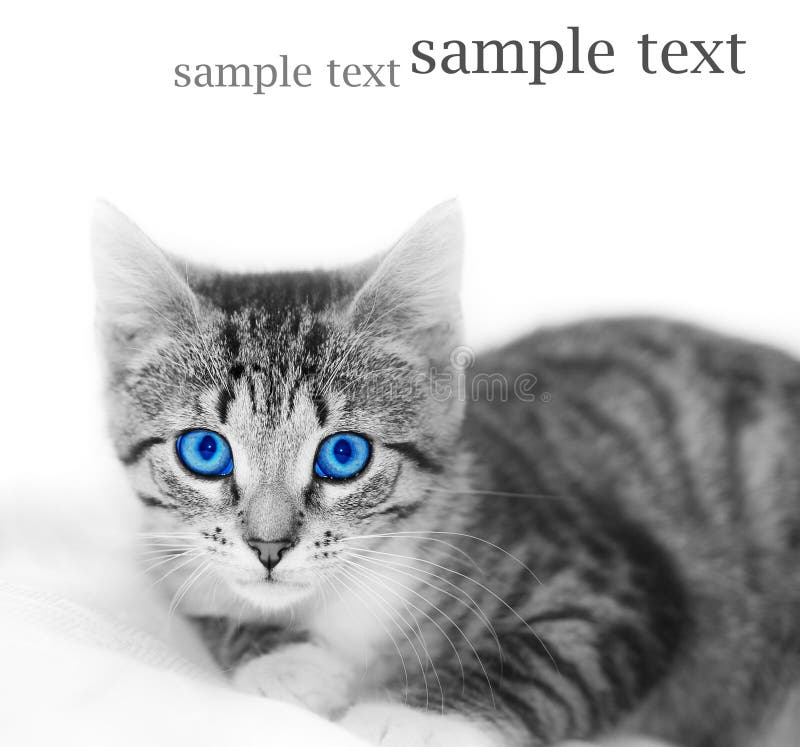 LIttle Cute Kitten. Space for Your Text Stock Image - Image of delicate ...