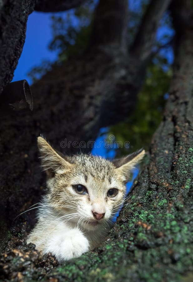 Little cute kitten on tree stock image. Image of kitten - 60842217