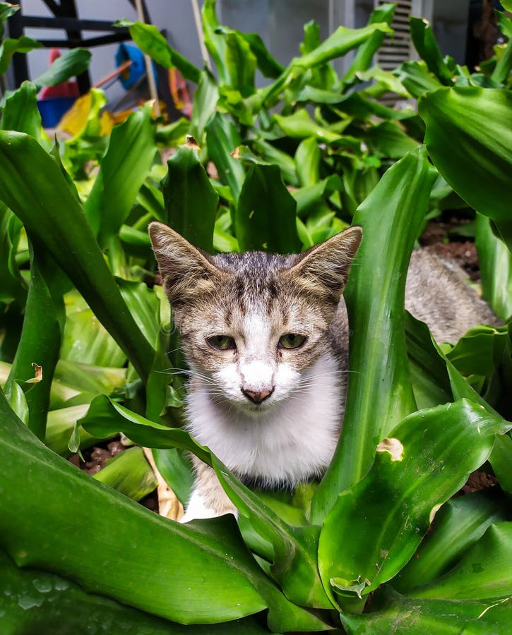 Little Cute Kitty Sitting on Plant Stock Image - Image of cute, sitting ...