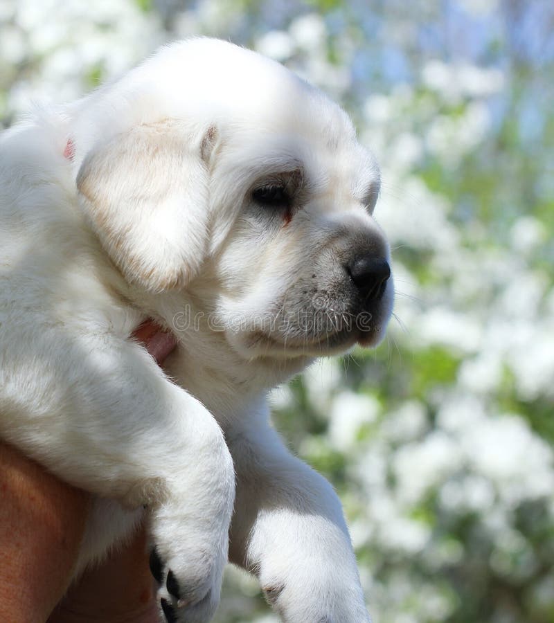 The Little Cute Labrador Puppy in the Park in Spring Stock Photo ...
