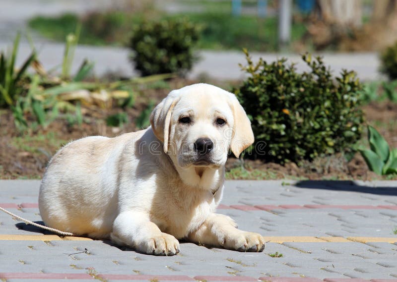 Little Cute Labrador Puppy in the Park Stock Image - Image of puppy ...