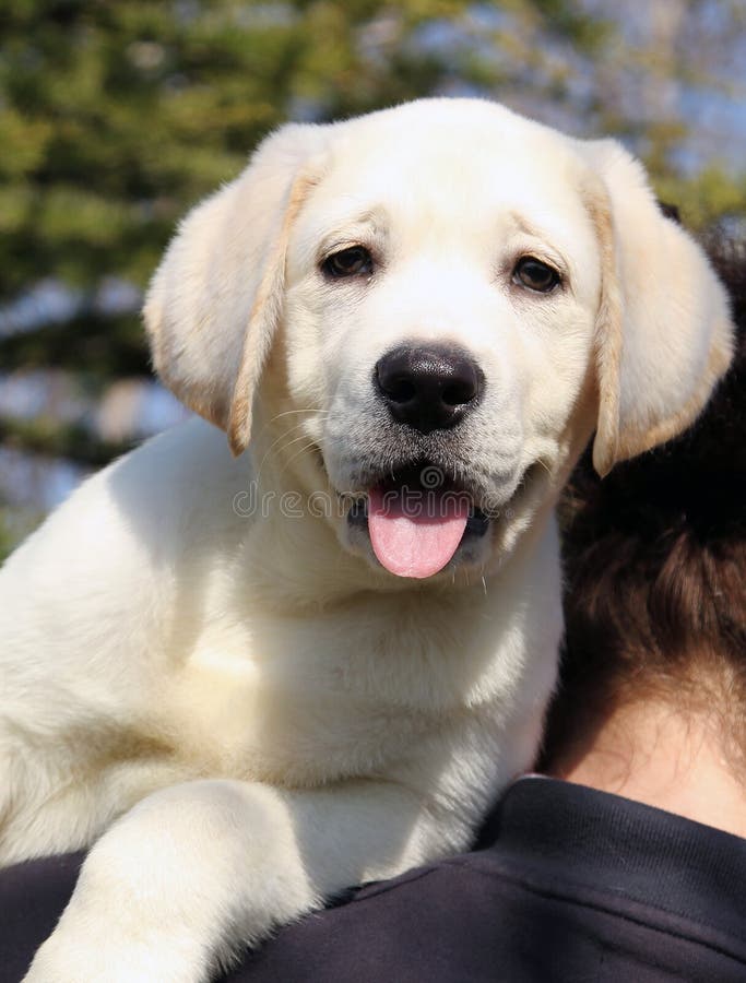 The Little Cute Labrador Puppy on a Shoulder Stock Photo - Image of ...