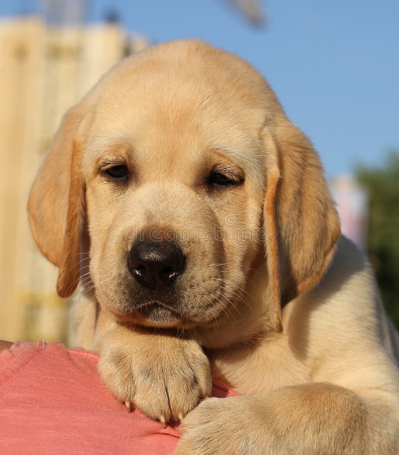 Little Cute Labrador Puppy on a Shoulder Stock Image - Image of ...