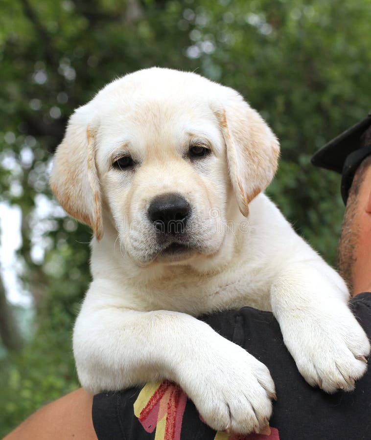 A Little Cute Labrador Puppy on a Shoulder Stock Photo - Image of ...