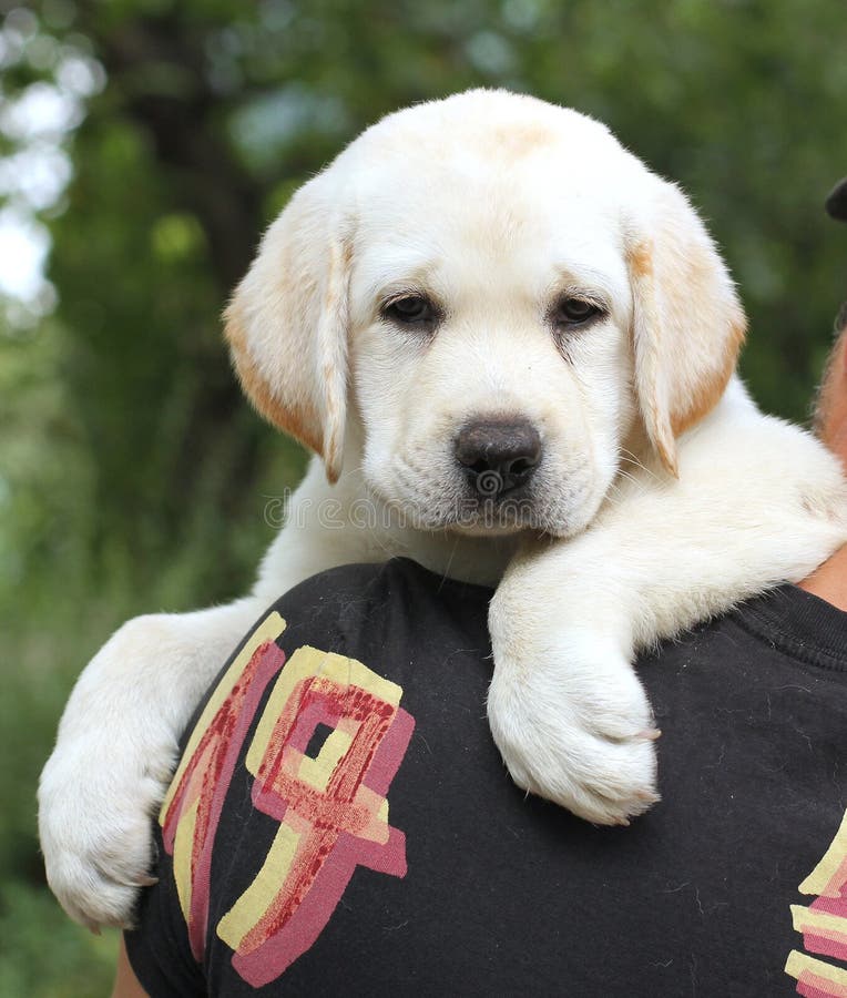 Little Cute Labrador Puppy on a Shoulder Stock Image - Image of table ...
