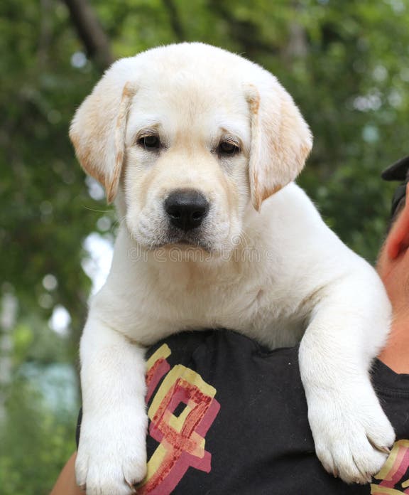 A Little Cute Labrador Puppy on a Shoulder Stock Image - Image of ...