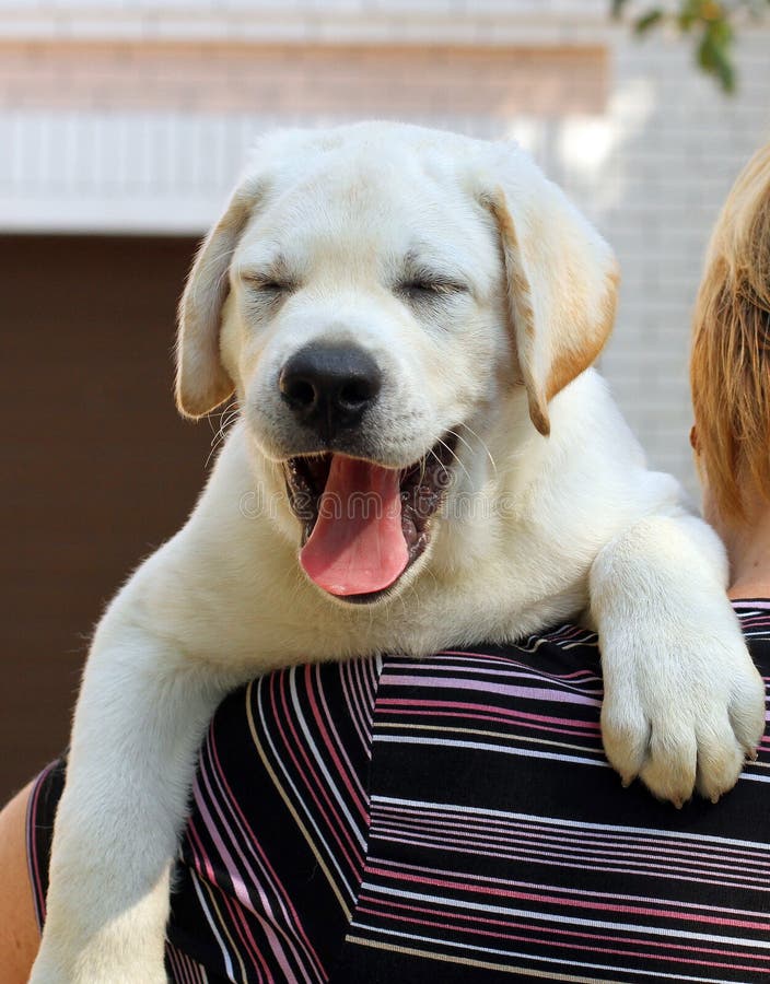 A Little Cute Labrador Puppy on a Shoulder Stock Image - Image of ...