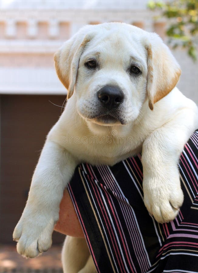 The Little Cute Labrador Puppy on a Shoulder Stock Image - Image of ...