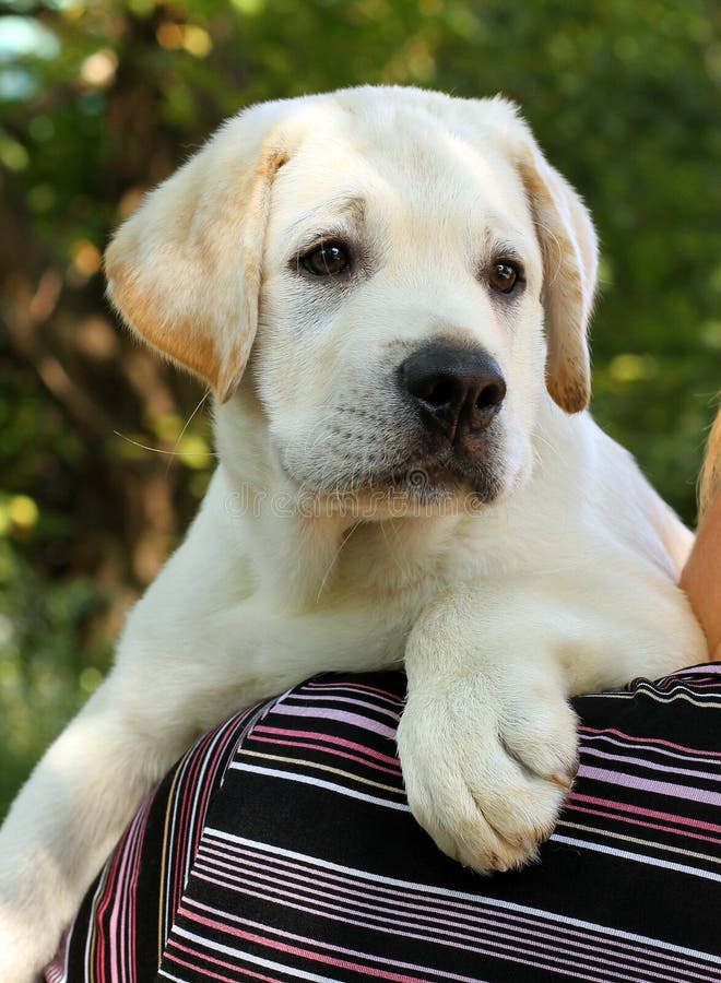 Little Cute Labrador Puppy on a Shoulder Stock Image - Image of pale ...