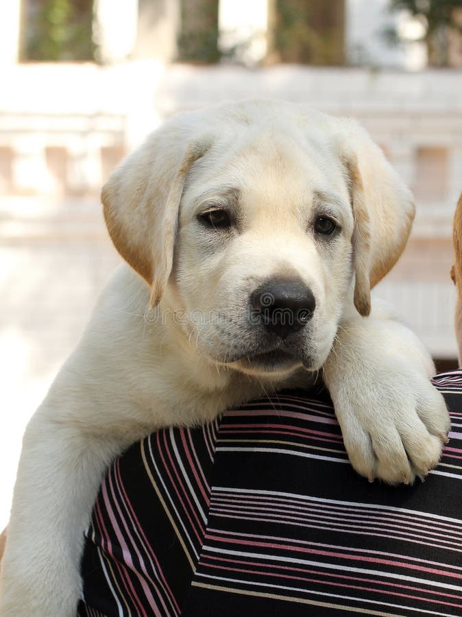 A Little Cute Labrador Puppy on a Shoulder Stock Image - Image of puppy ...